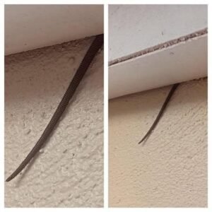 A Strange Object Dangling From a Ceiling Sent the Internet Into ...